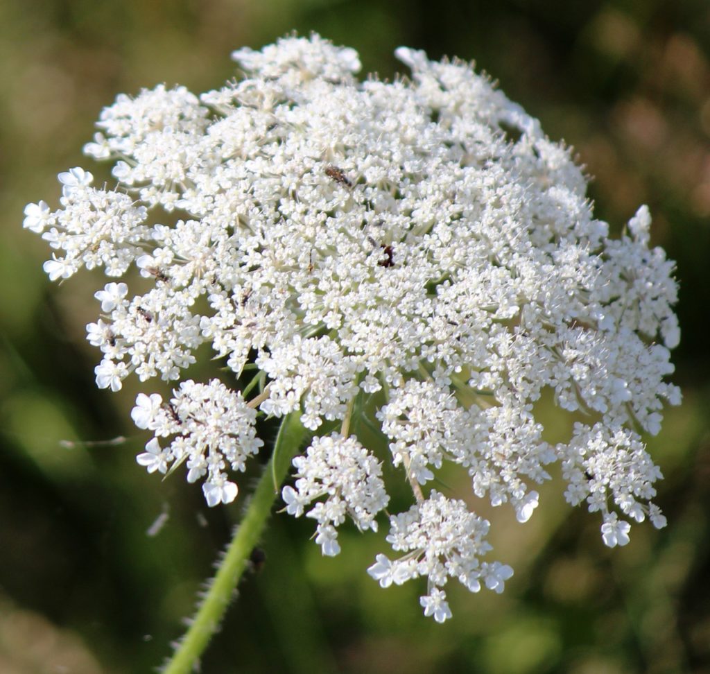 Kerbel Anbau, Pflege und Verwendung 🍃 Kräuter ABC